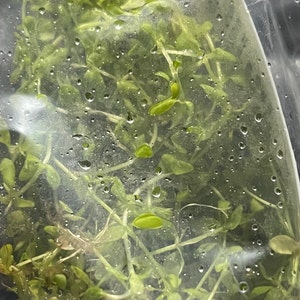 NO FLOATERS Beginner Pack 10 Tiny Random PLANT Species Low - Etsy