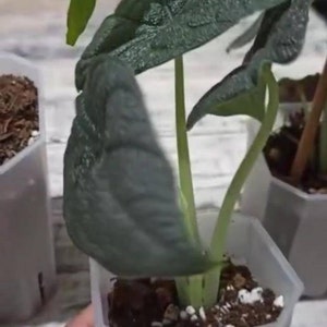 Cissus Discolor Javana Climbing Rex Bogonia 6 Inch Hanging - Etsy