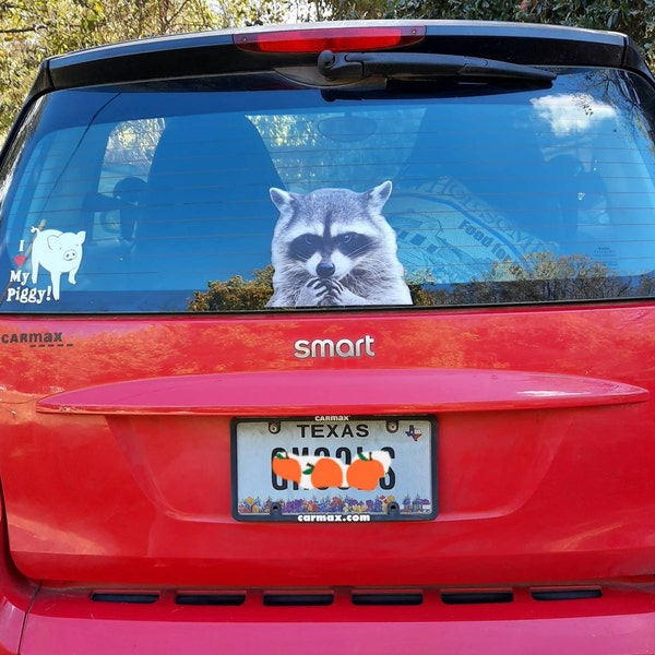 Angry Raccoon Window Sticker , 3D Sticker, Funny Sticker, Raccon ...