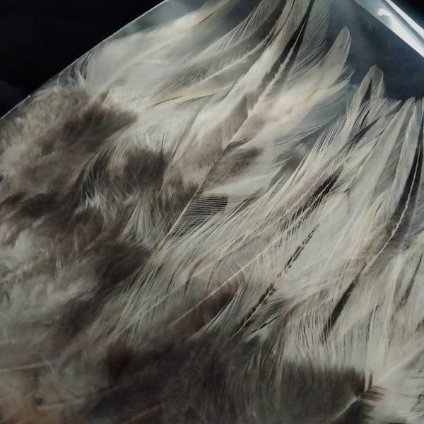 Cruelty Free Feathers - 10 All Natural Black and White Secondary Wing ...