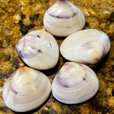 Bumble Bee Sea Shells-sea Shell Bulk-craft Shell-coastal Home Decor ...