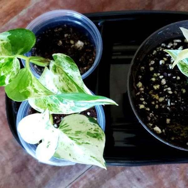 Variegated Maranta Prayer Plants, Beauty Kim Variegated, High ...