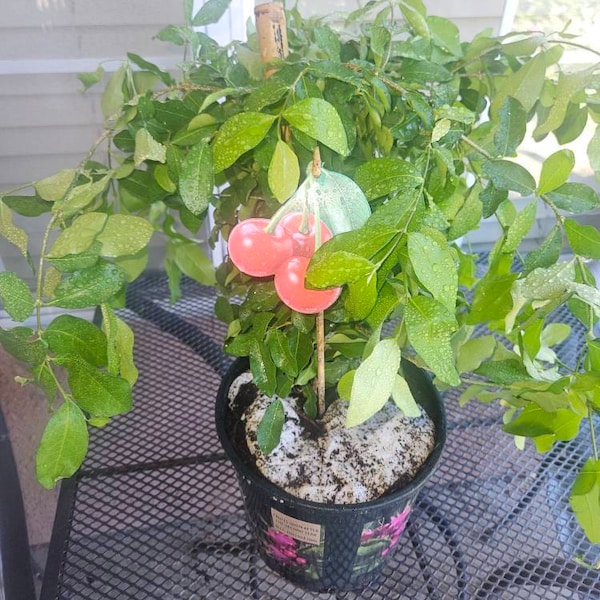 Large Tea Plant (camellia Sinensis) - 20 Inches Tall - Etsy