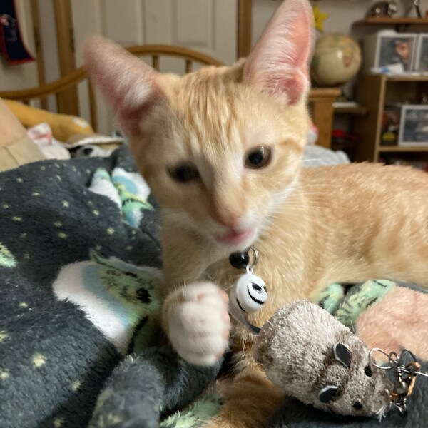 Cat Bells - Special Character Jingle Bells - Cat Collar Bells - Extra ...