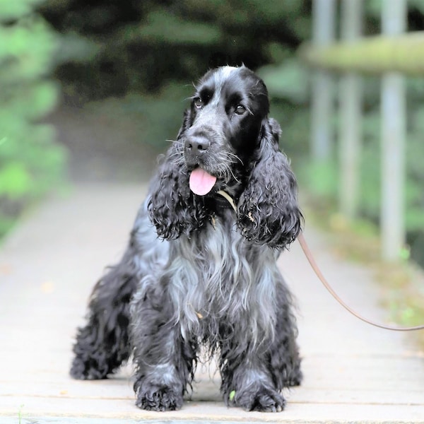 Waterproof Coat made to Measure for Cocker Spaniels, Redgranate - Etsy
