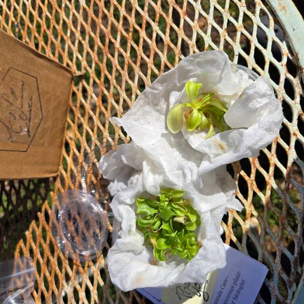 Pinguicula X "pirouette" Butterwort Hybrid - Rare Live Carnivorous ...