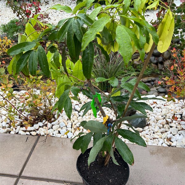 Grafted Dwarf CARA CARA Navel Orange Citrus Tree 2-3ft Tall. We Ship to ...