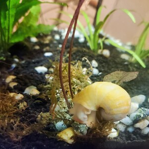 Super Snello 8oz Aquatic Snail Food Dehydrated Snail | Etsy
