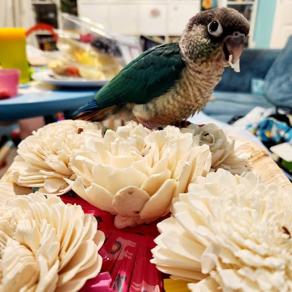 Sola Ball Fun - Hand Made Toys for Small to Medium Pet Birds Using Safe ...