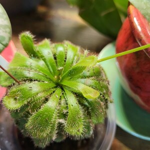 LIVE Carnivorous King Sundew drosera Regia Medium-sized - Etsy