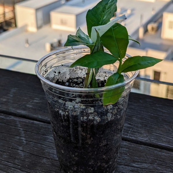 Variegated Money Tree (pachira Aquatica) - Etsy