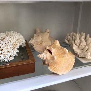 Rubber Ice Cap Miller Rubber Sundries Ice Cap 251 Oval - Etsy