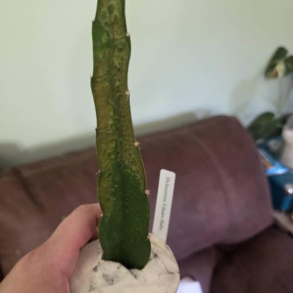Dragon Fruit, Hylocereus 'edgar's Baby' Rooted Plant Shipped in 3" Pot ...
