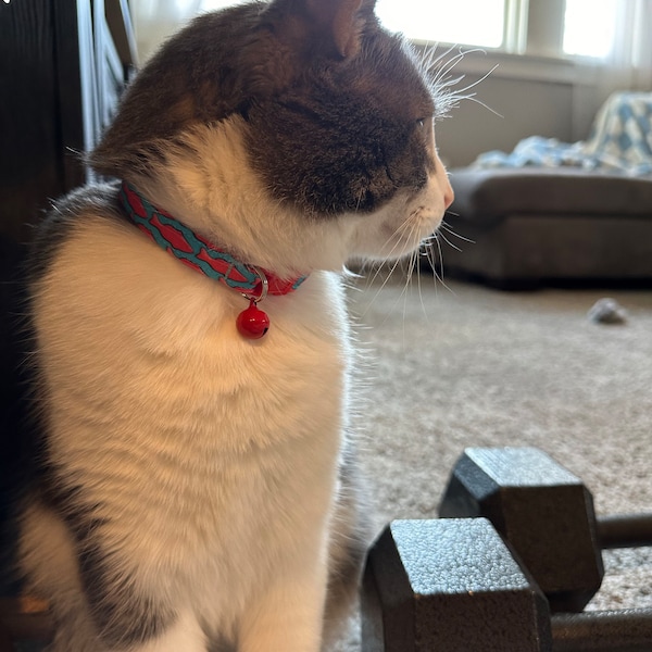 Fish Cat Collar With Bell and Charm, Cute Boy Cat Breakaway Collar ...