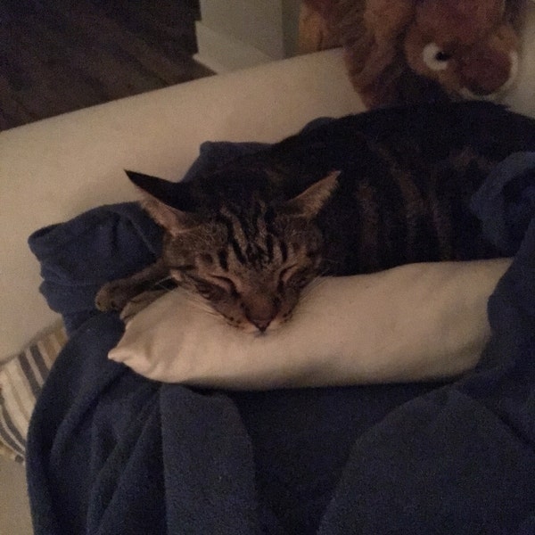 Nido Cat Bed Covers - Etsy