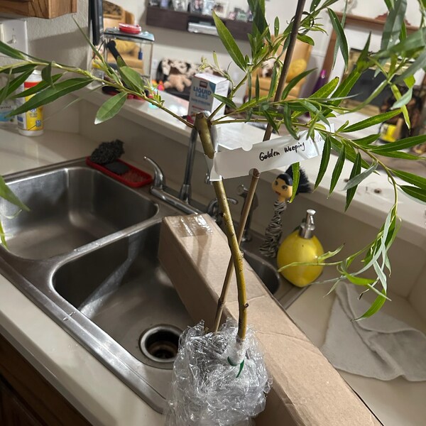 Delaware Seeded Grape Plant デラウエア 玫瑰露葡萄 - Etsy