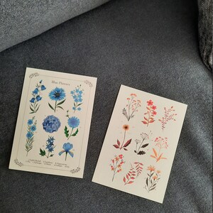 Coastal Shells Art Postcard Seashells and Wildflowers | Etsy