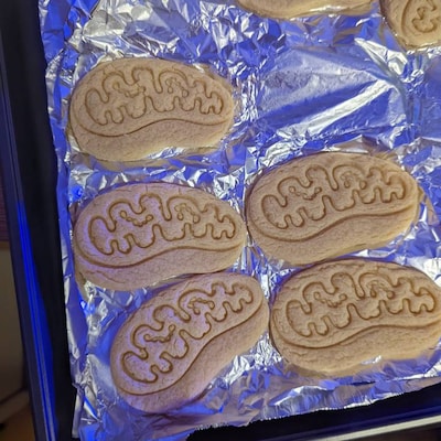 Mitochondria Cookie Cutter Bakerlogy Biscuit Cutters Mitochondrion ...