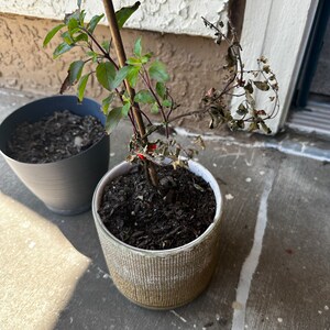 CALOTROPIS GIGANTEA Giant / Madar/ Milkweed Tree Plant - Etsy