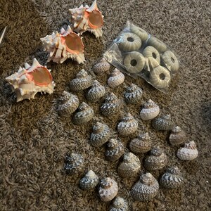 Nessastores Threaded Abalone Sea Shell One Side Polished Beach Craft 4 ...