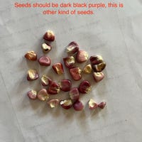 5 Rainbow Tree Seeds-1303 - Etsy