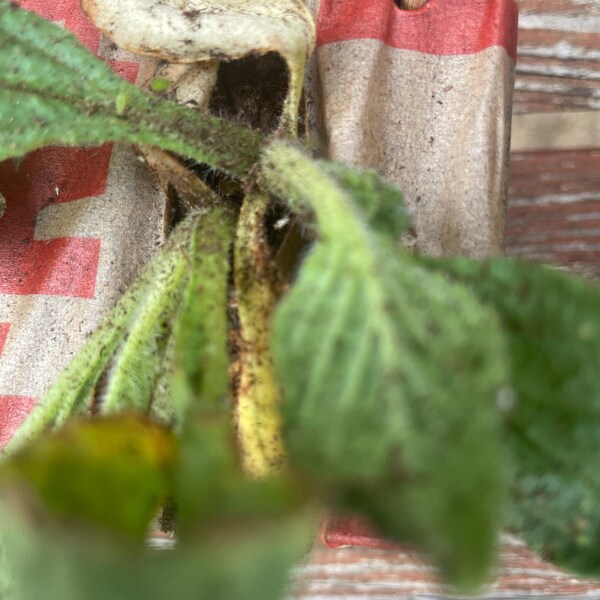 Asparagus Live Plants in 7cm Pots Ready to Plant Out! (connovers ...