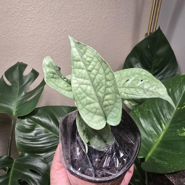 Spider Man Monstera “amydrium Silver” 4” Pot (ALL PLANTS Require You to ...