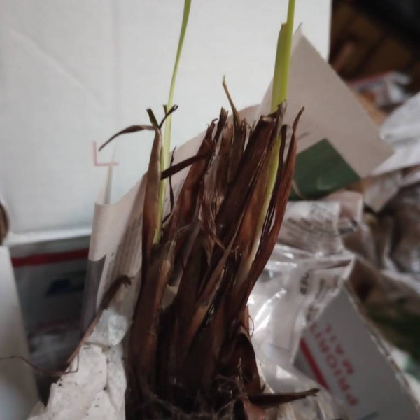 100ct Organic Curly Dock Seed Rumex Crispus Seed - Etsy