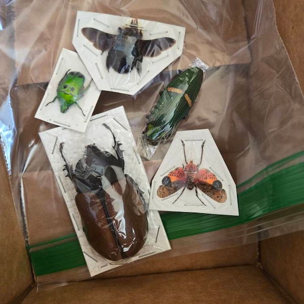 REAL Assorted Bugs and Beetles! Cool Insect Species From Around the ...
