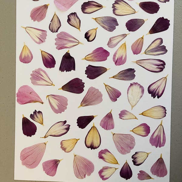 Pressed Mini Statice, Small Flower for Resin - Etsy