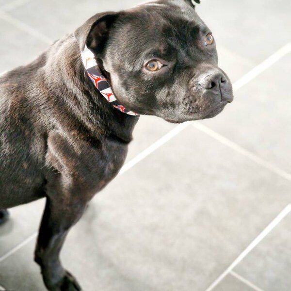 Sports 1 Inch Width Dog Collar - Etsy
