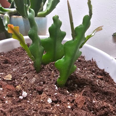 Fishbone Cactus Epiphyllum Anguliger Ric Rac Cactus Zig - Etsy