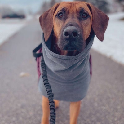 RHODESIAN RIDGEBACK Winter Dog Coat Winter Coat for Dogs - Etsy