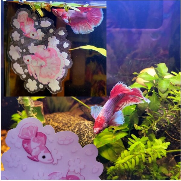 Vinyl Sticker (transparent) Sakura Half Moon Betta - Etsy