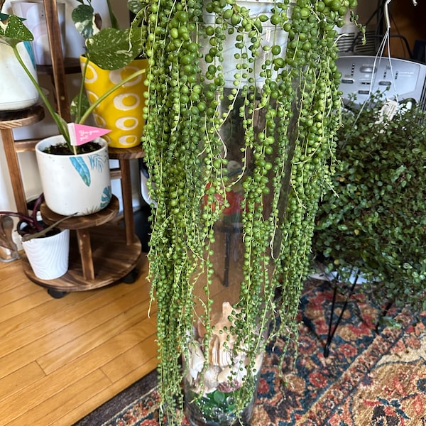 4” Blue Oil Fern Pot With Multiple Plants and Growth - Rare Microsorum ...