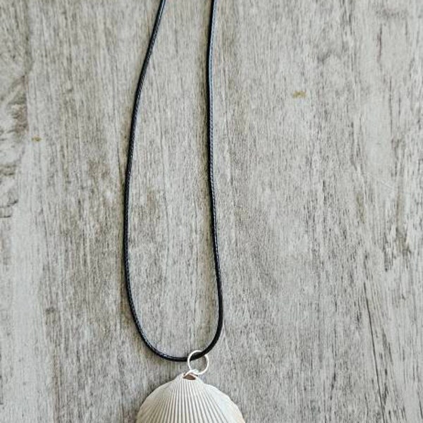 Pensacola Beach Natural Scallop Shell Lot of 55, Real Seashells ...