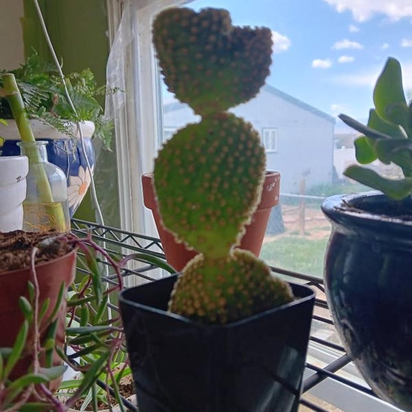 Golden Wavy Cactus, Swirl Cactus, Opuntia Microdasys Monstrosus, Small ...