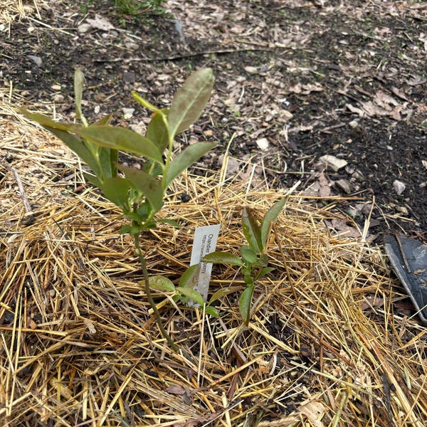 Cascade Harvest Red Raspberry- Very Large Firm Berries, Very Good ...