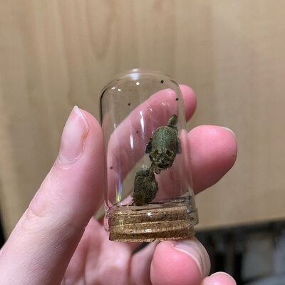 Real Pollinator Insect in Vial YOUR CHOICE Dried Bee Variety Dried ...