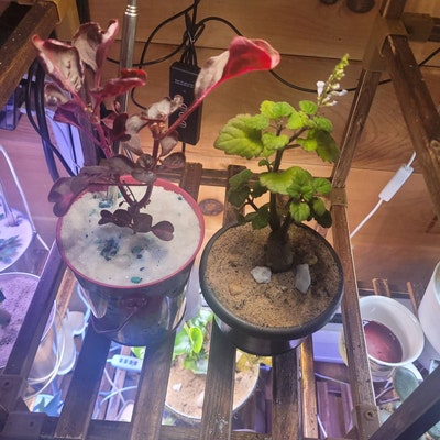 Bonsai Mint plectranthus Ernstii Caudex - Etsy