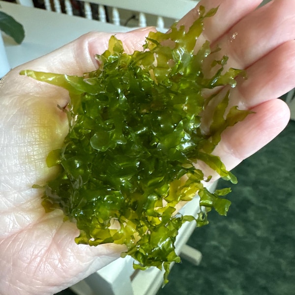 Java Fern 'petite' (microsorum Pteropus) Mat - Live Aquatic Plant for ...