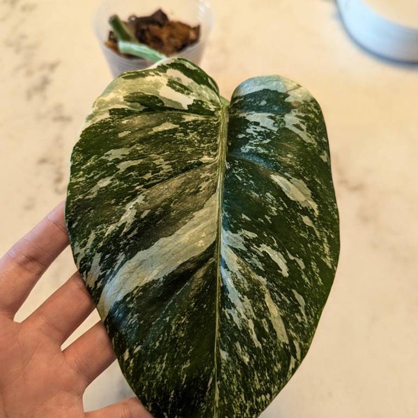 Copper Electroformed Sycamore Leaf. Copper Plated Leaf. Turning Real ...