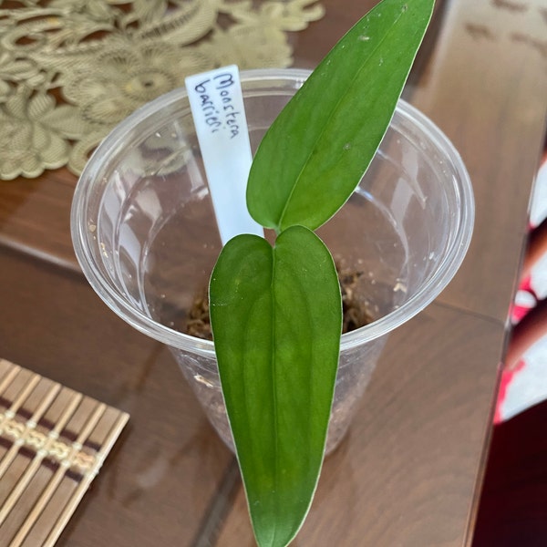 Monstera Filamentosa *EXTREMELY RARE* - Etsy