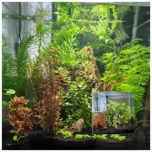 25 Aquarium Plants Aquatic Tropical Fish Tank Live Plants - Etsy