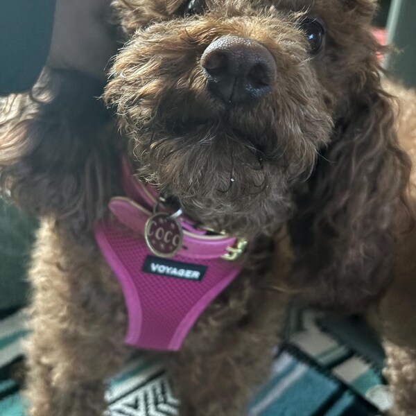 Dog Tag Lifetime Warranty Dog ID Tag Pet Tag Dog Tags Custom stainless ...