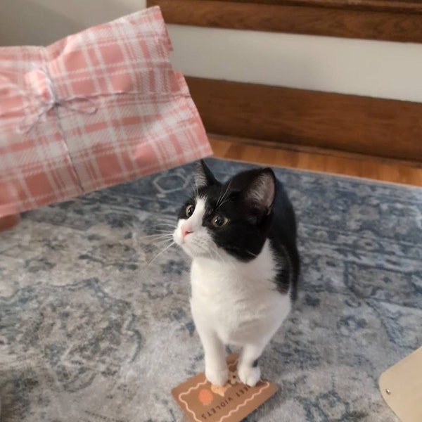 Berry Pie Catnip Filled Cat Toys - Etsy