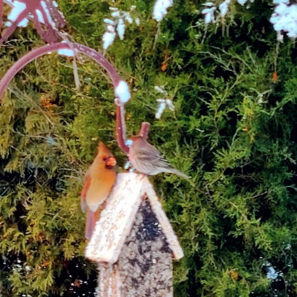 Edible Bird Home, Birdseed Birdhouse, Bird Seed House, Handmade Bird ...