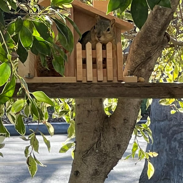 Squirrel House/nesting Box With Inside Predator Guard - Etsy