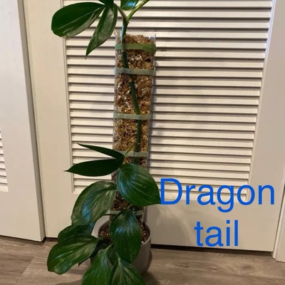 Super Clear Moss Pole D Shaped Stackable Multiple Sizes - Etsy