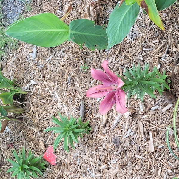 Votaniki John Peed Caladium - Perennial Caladium Bulbs for Planting ...